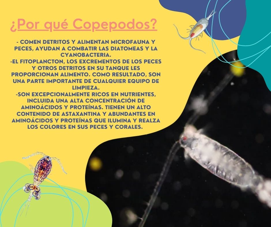 Copepodos 250ML ( Apocalypse Pods ) (Envio Por Separado) | galloreef.com
